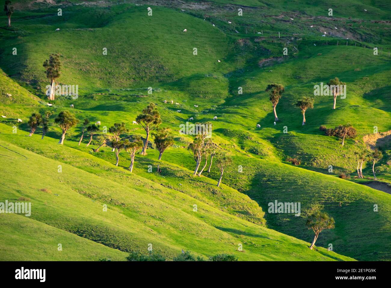 Cabbage trees on hillside, Herbertville, Tararua Distirct, North Island ...