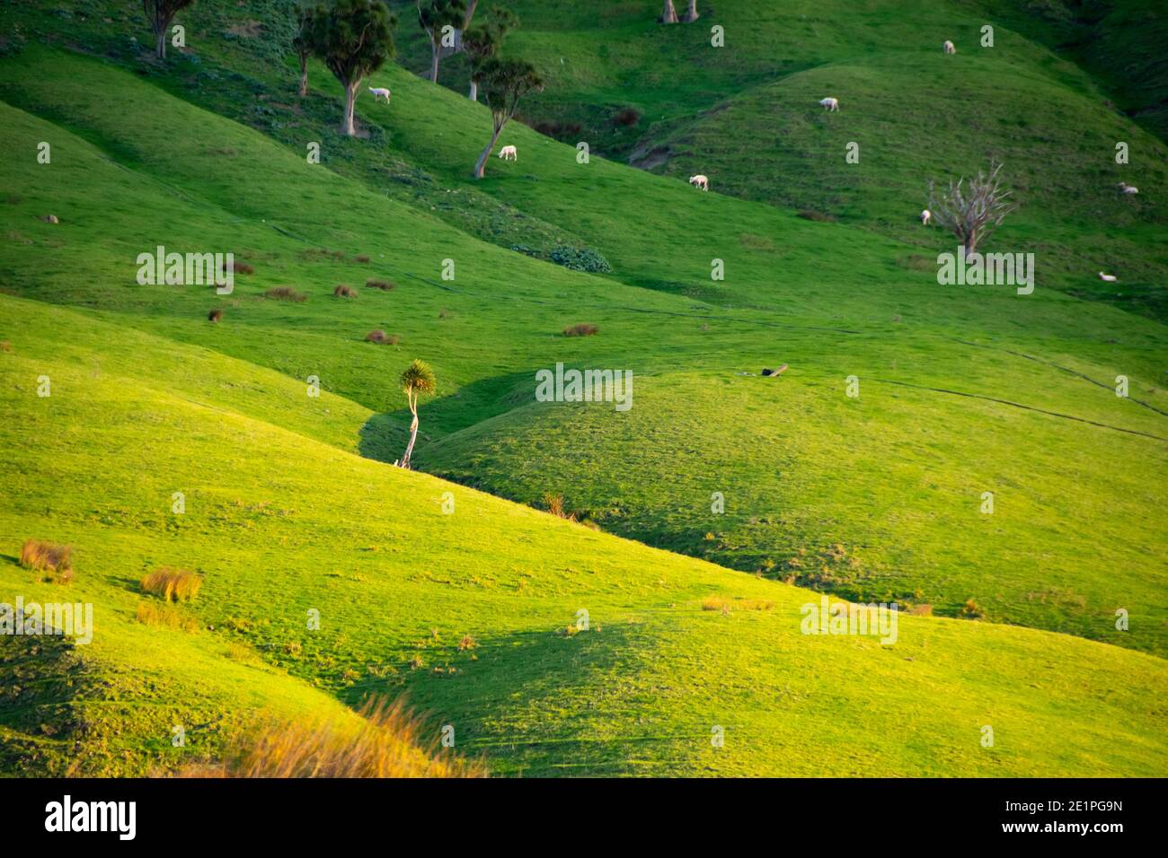 Cabbage trees on hillside, Herbertville, Tararua Distirct, North Island ...