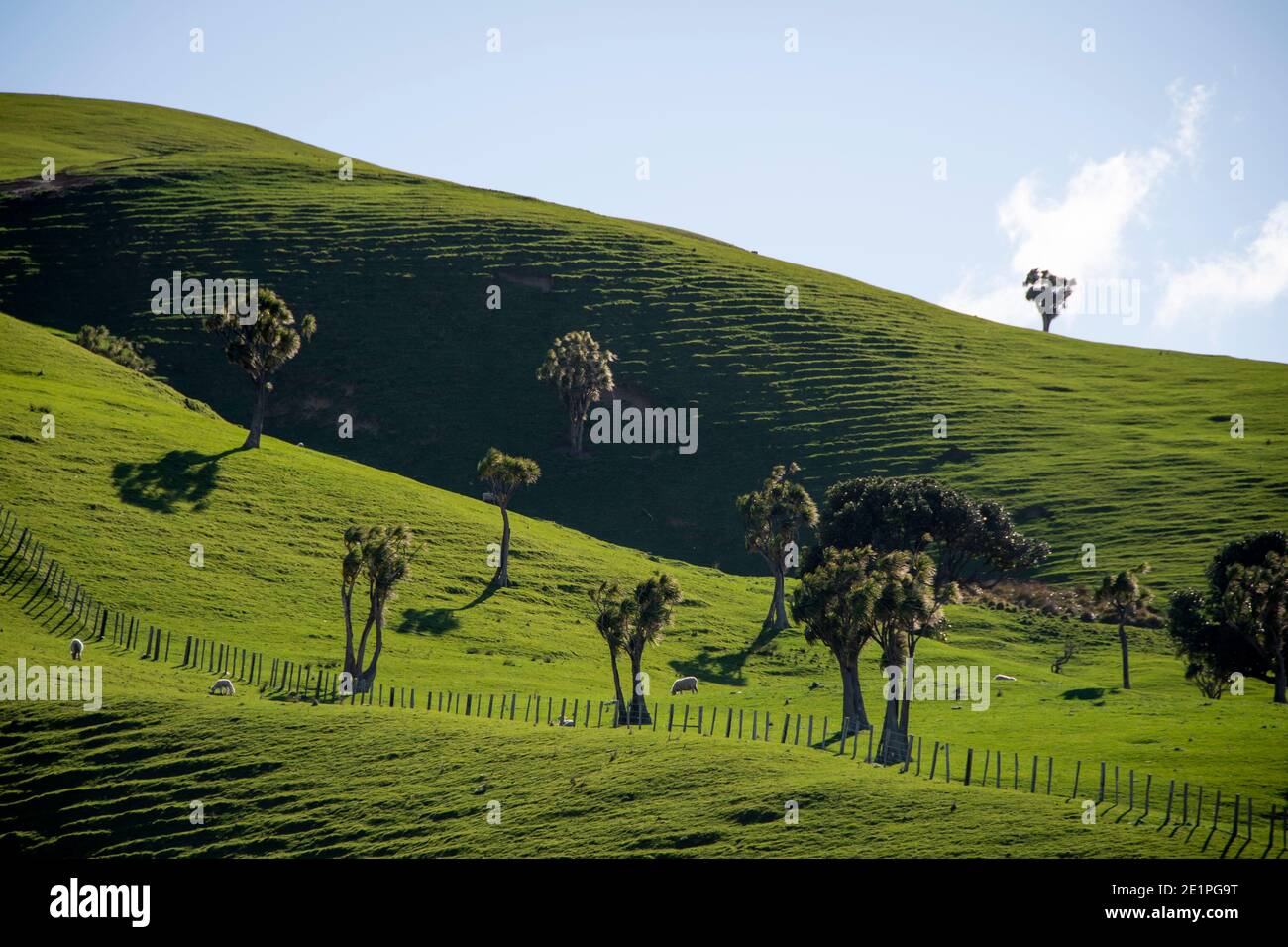 Cabbage trees on hillside, Herbertville, Tararua Distirct, North Island ...