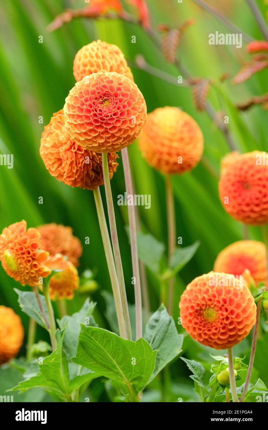 Bright orange flowers of miniature Pompon Dahlia 'Bantling' Stock Photo ...