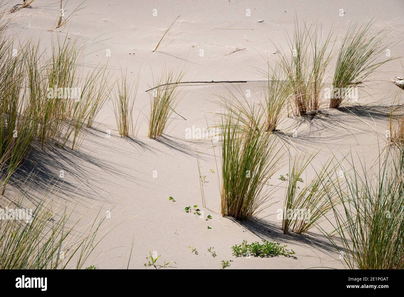Grass growing on sand dunes, Herbertville, Tararua Distirct, North ...