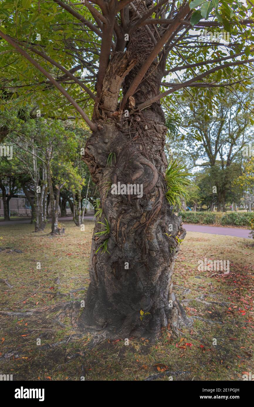 Tree in a park, with another tree growing out of its side Stock Photo ...