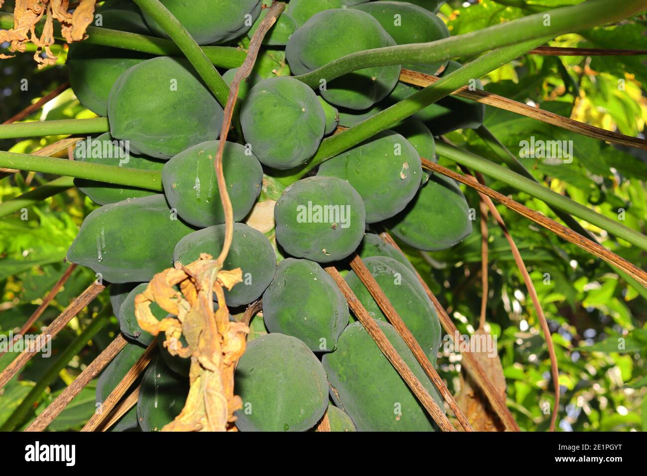 Raw papaya on papaya tree, india Stock Photo - Alamy