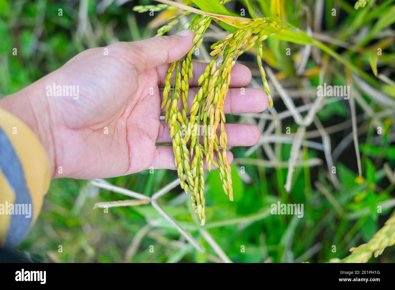 Ripe ears of rice in a man hand. Products from rice concept. Food for ...