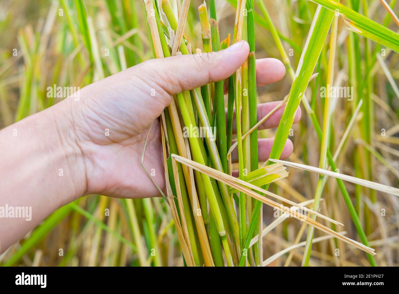 Ripe Ears Of Rice In A Man Hand Products From Rice Concept Food For ripe-ears-of-rice-in-a-man-hand-products-from-rice-concept-food-for