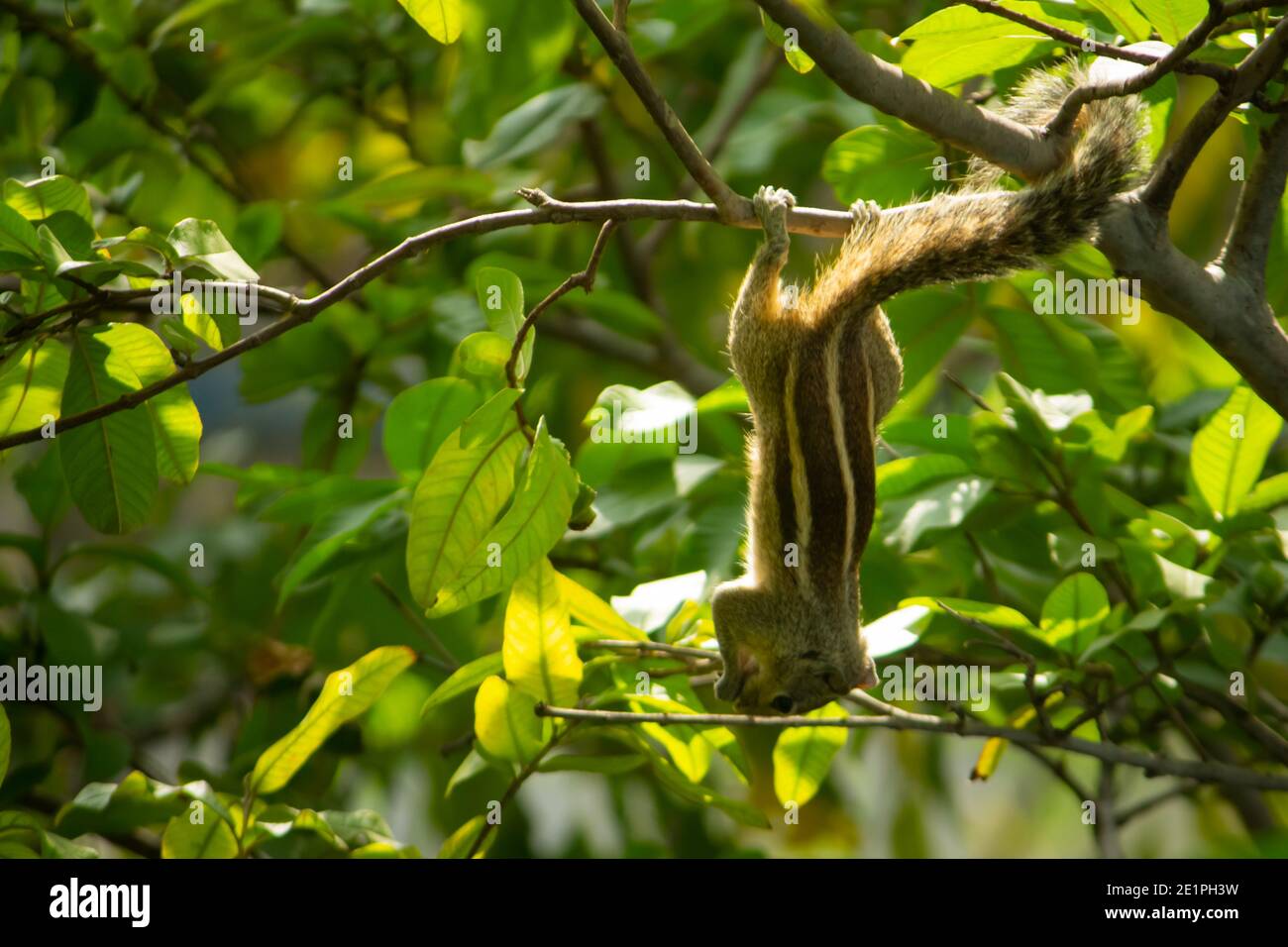 Squirrel Hanging and Eating Guava Fruit in Guava Tree. Cute Indian Palm ...