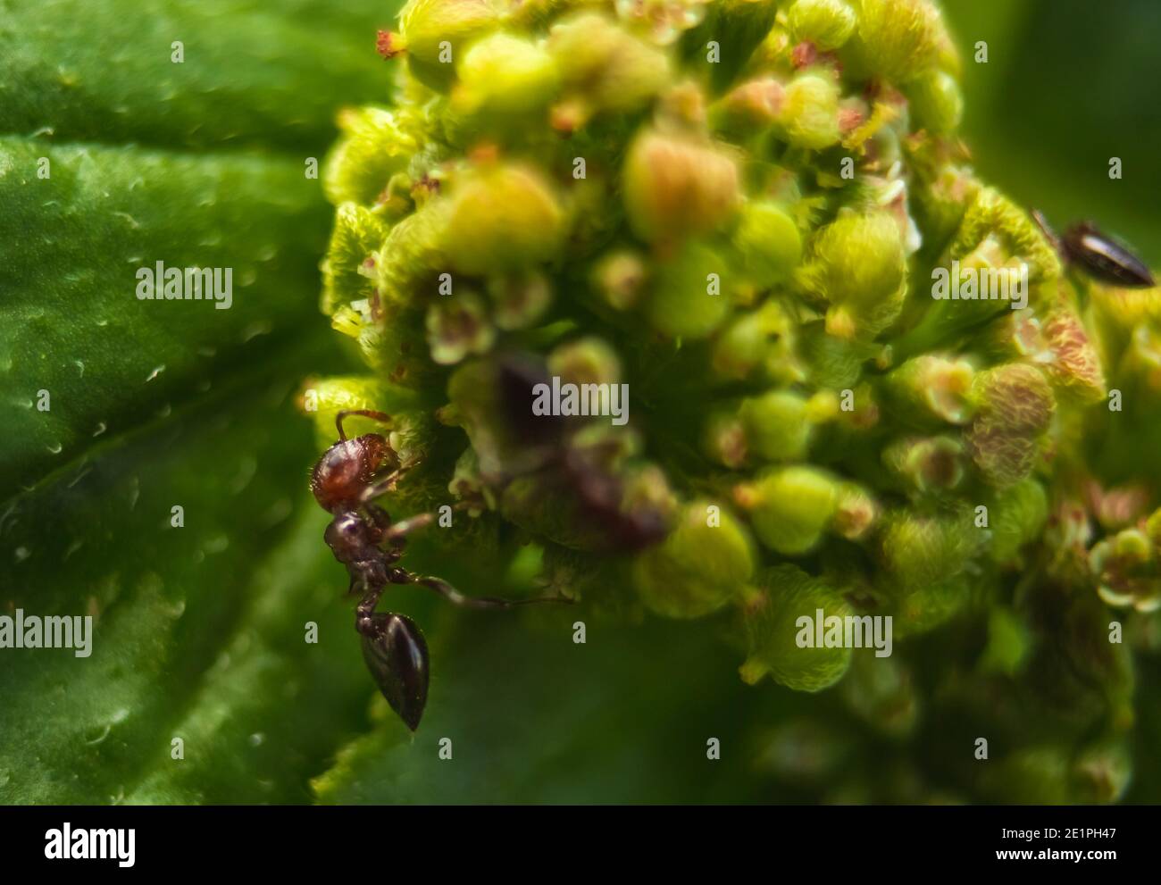 Macro Stock Image - Small Red Fire Ants Eating on the leafs with ...