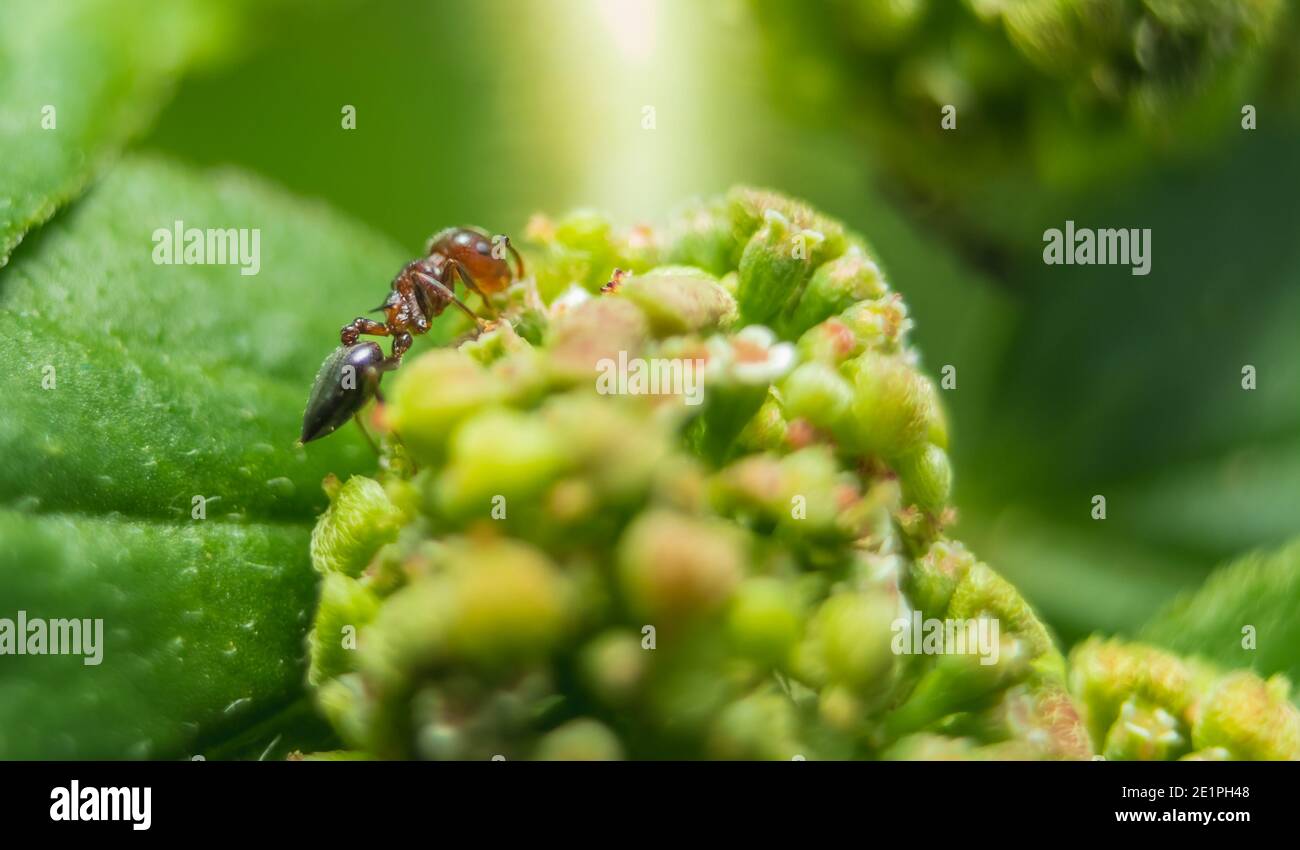 Macro Stock Image - Small Red Fire Ants Eating on the leafs with ...