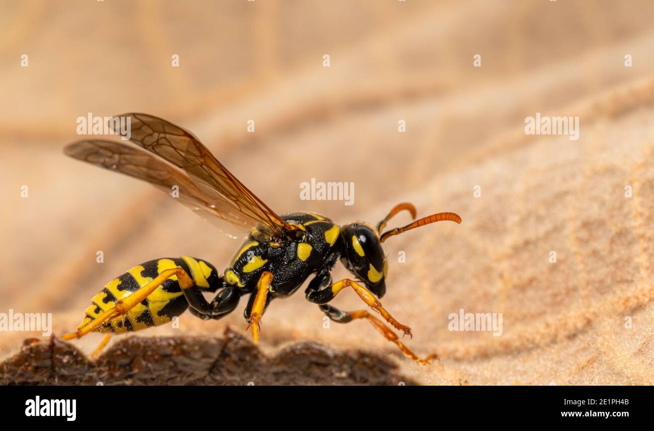 Side view of a crawling field wasp on the leaf margin with brown ...