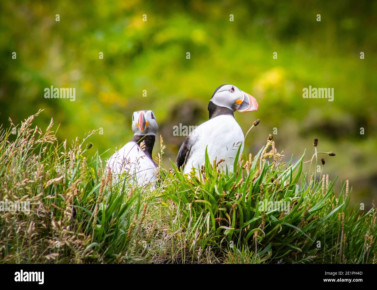 Puffin surveying hi-res stock photography and images - Alamy