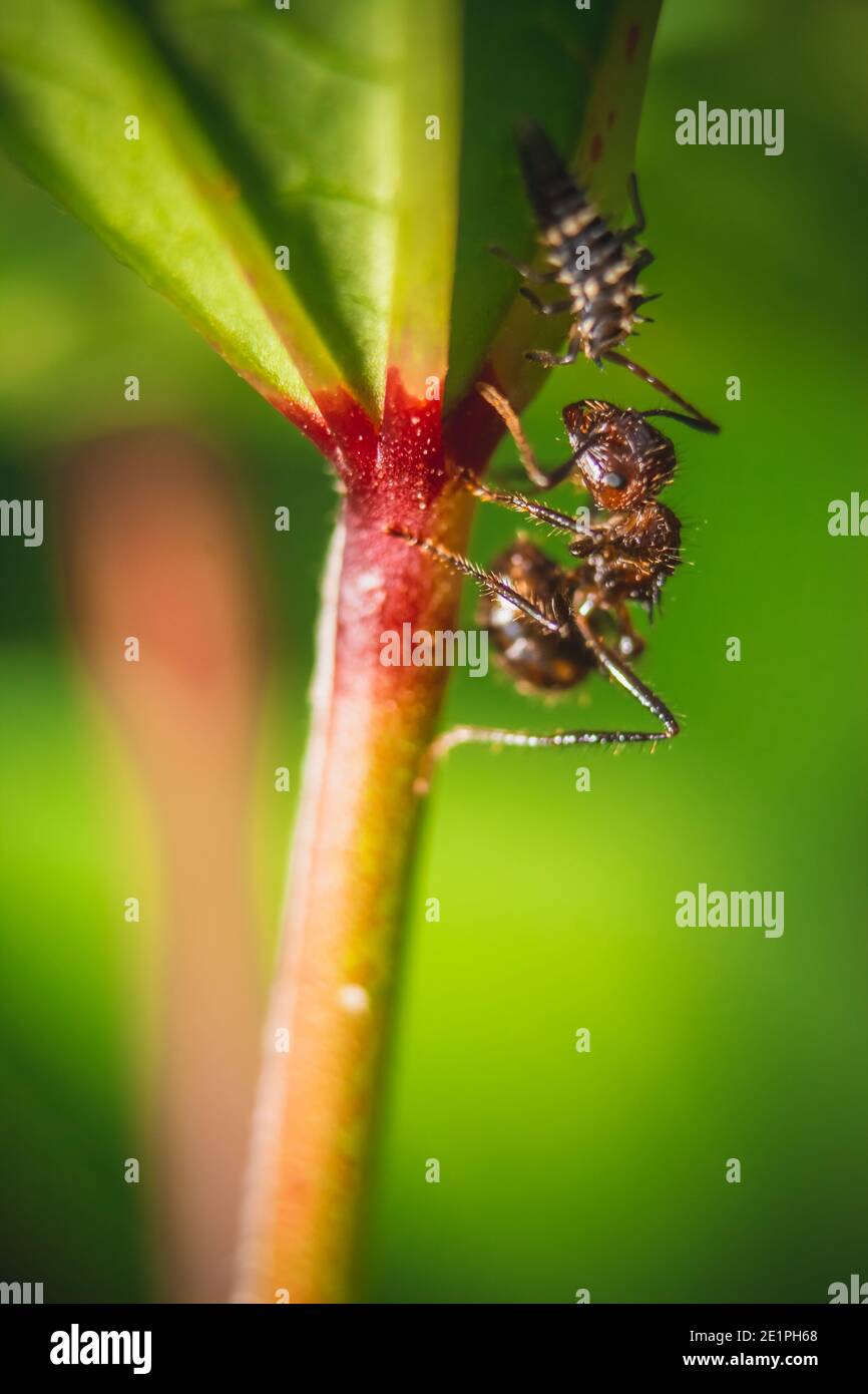 Macro Stock Image - Small Red Fire Ants Eating on the leafs with ...