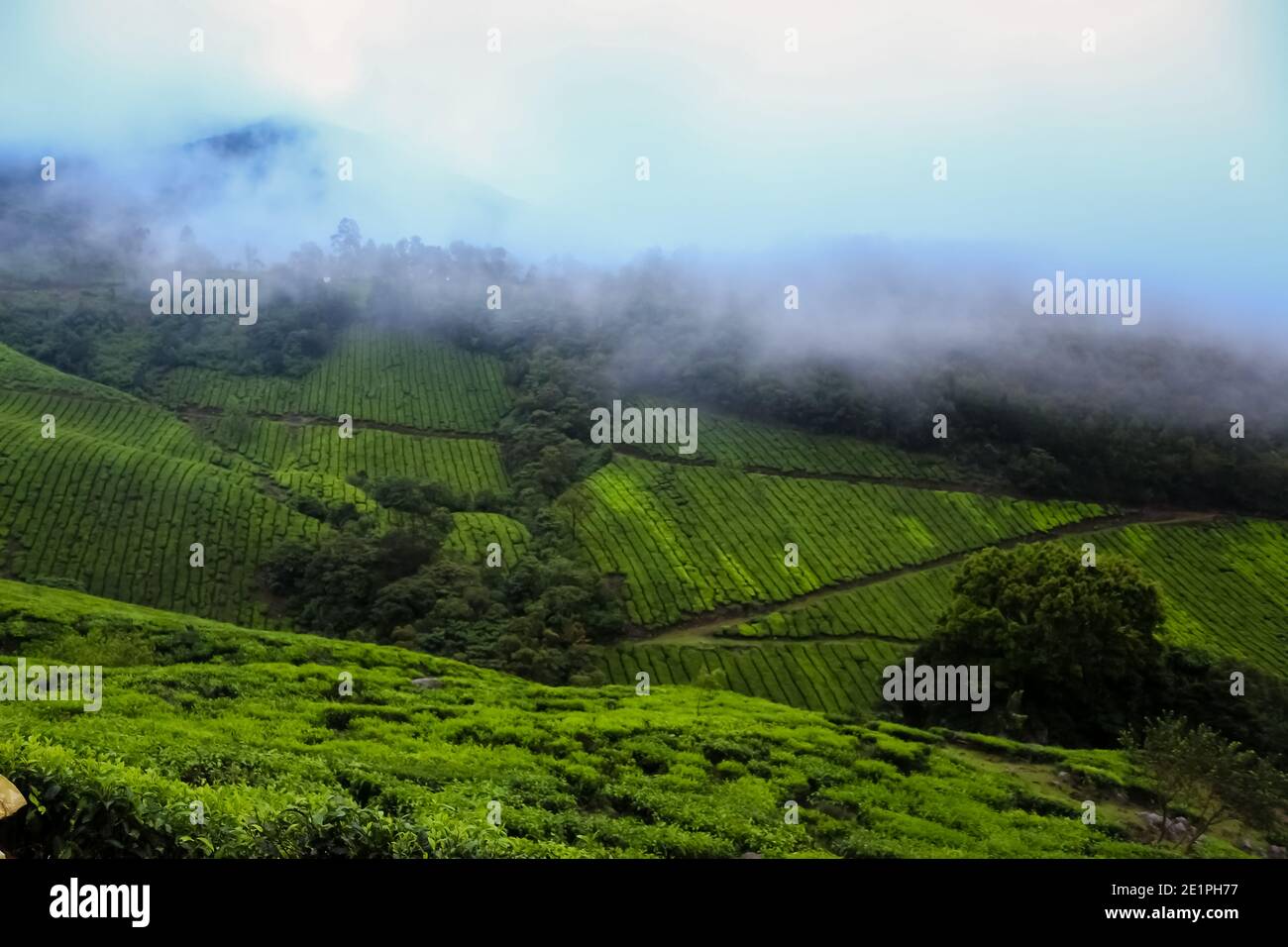 Munnar Tea plantation. Best Tea plants In Munnar, Kerala, India Stock ...