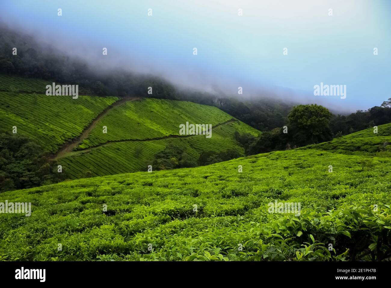Munnar Tea plantation. Best Tea plants In Munnar, Kerala, India Stock ...