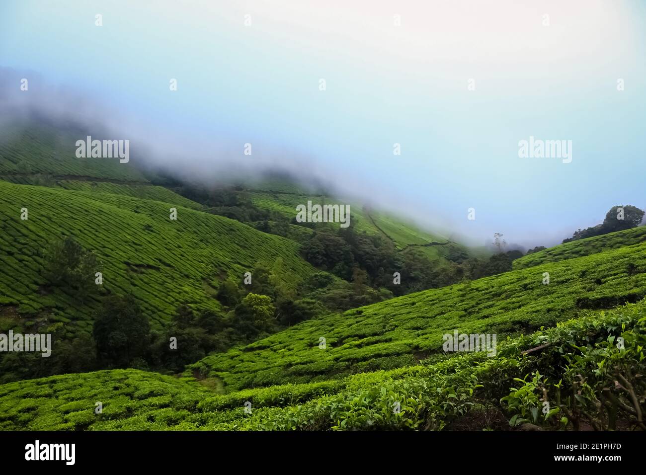 Munnar Tea plantation. Best Tea plants In Munnar, Kerala, India Stock ...