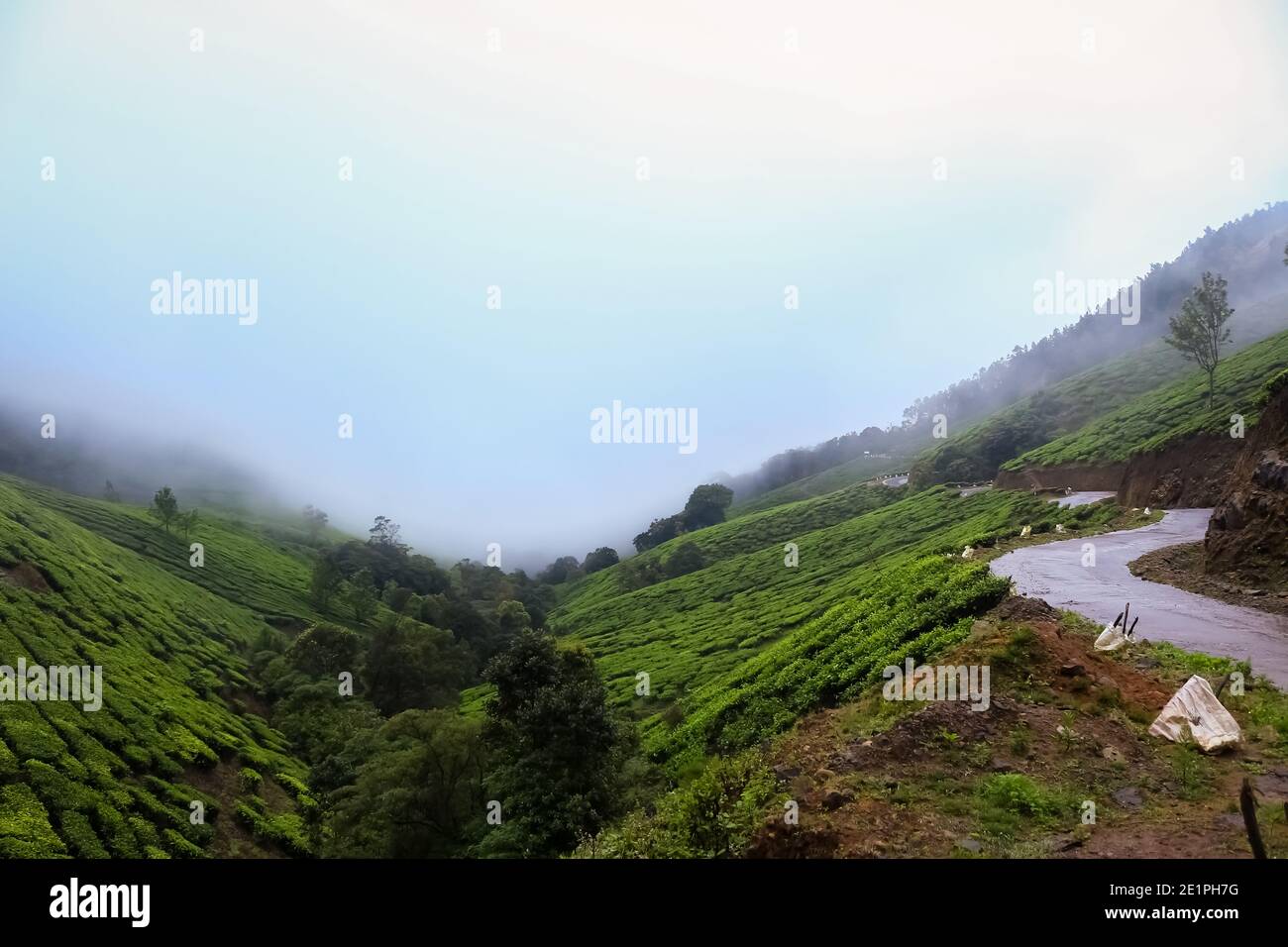 Munnar Tea plantation. Best Tea plants In Munnar, Kerala, India Stock ...