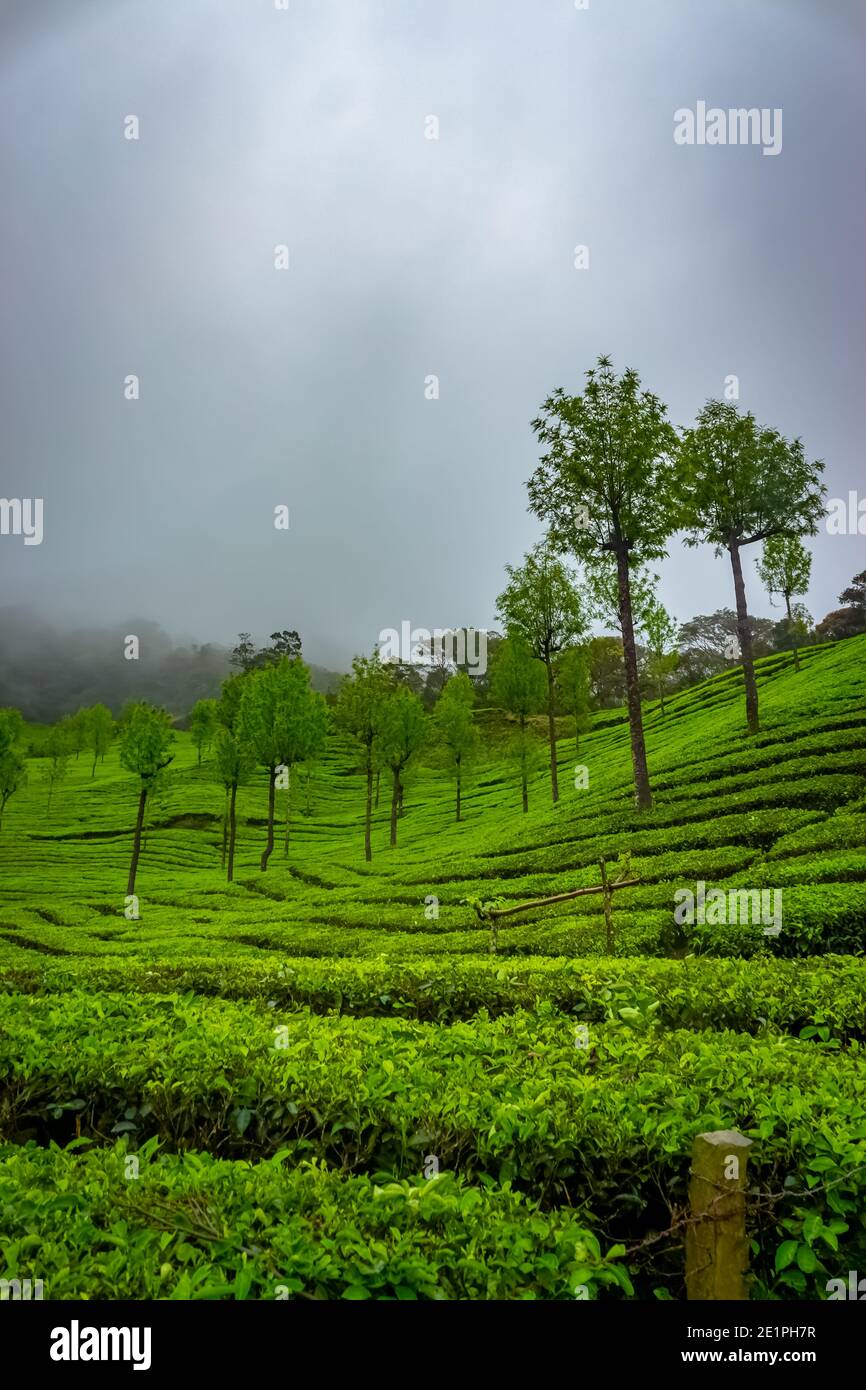 Munnar Tea plantation. Best Tea plants In Munnar, Kerala, India Stock ...