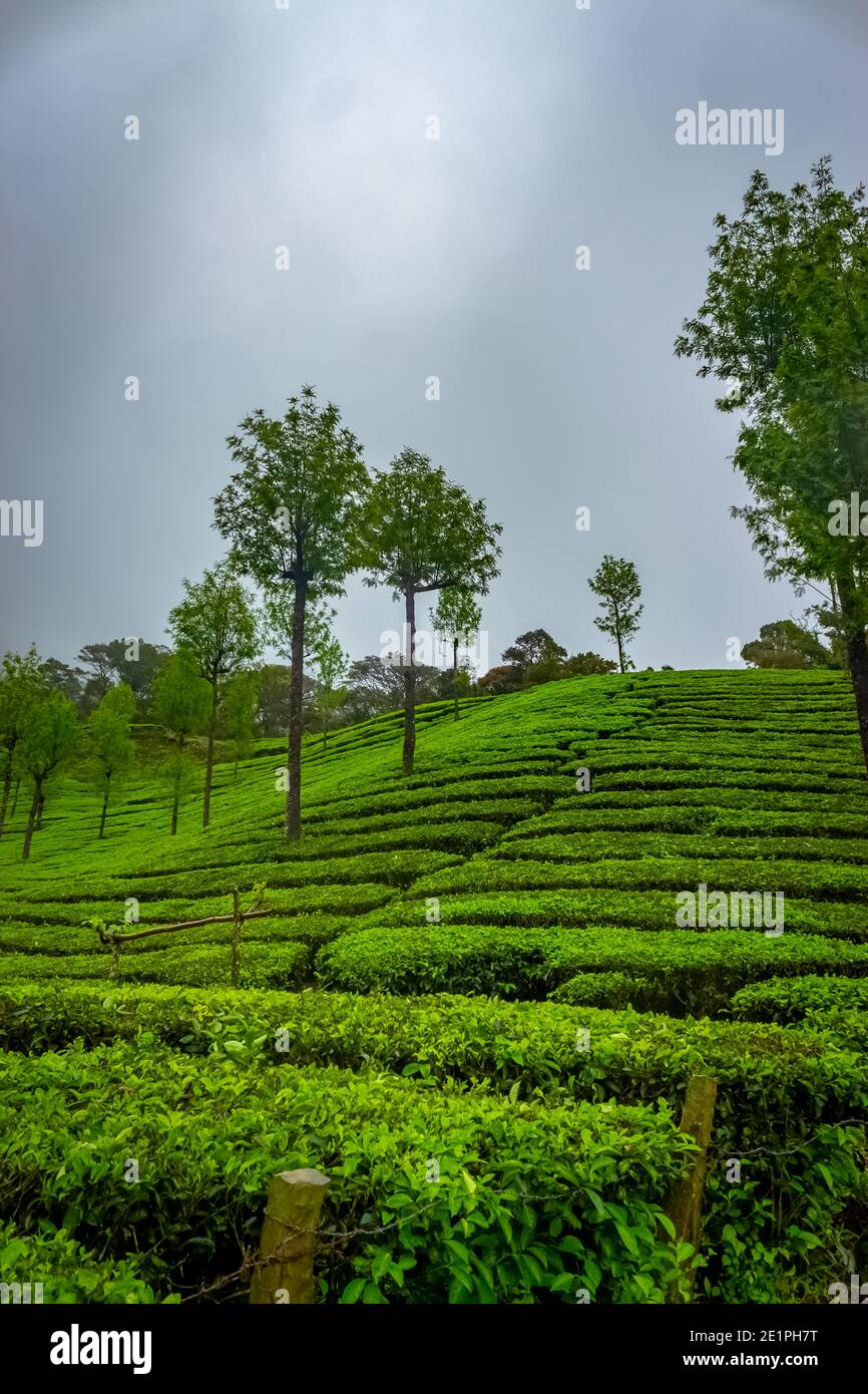 Munnar Tea plantation. Best Tea plants In Munnar, Kerala, India Stock ...