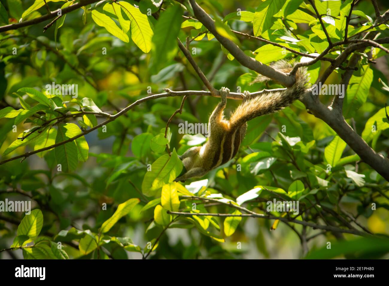 Guava fruit park hi-res stock photography and images - Alamy