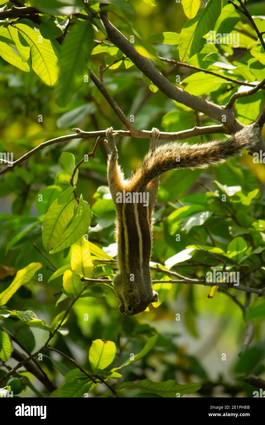 Squirrel Hanging and Eating Guava Fruit in Guava Tree. Cute Indian Palm ...