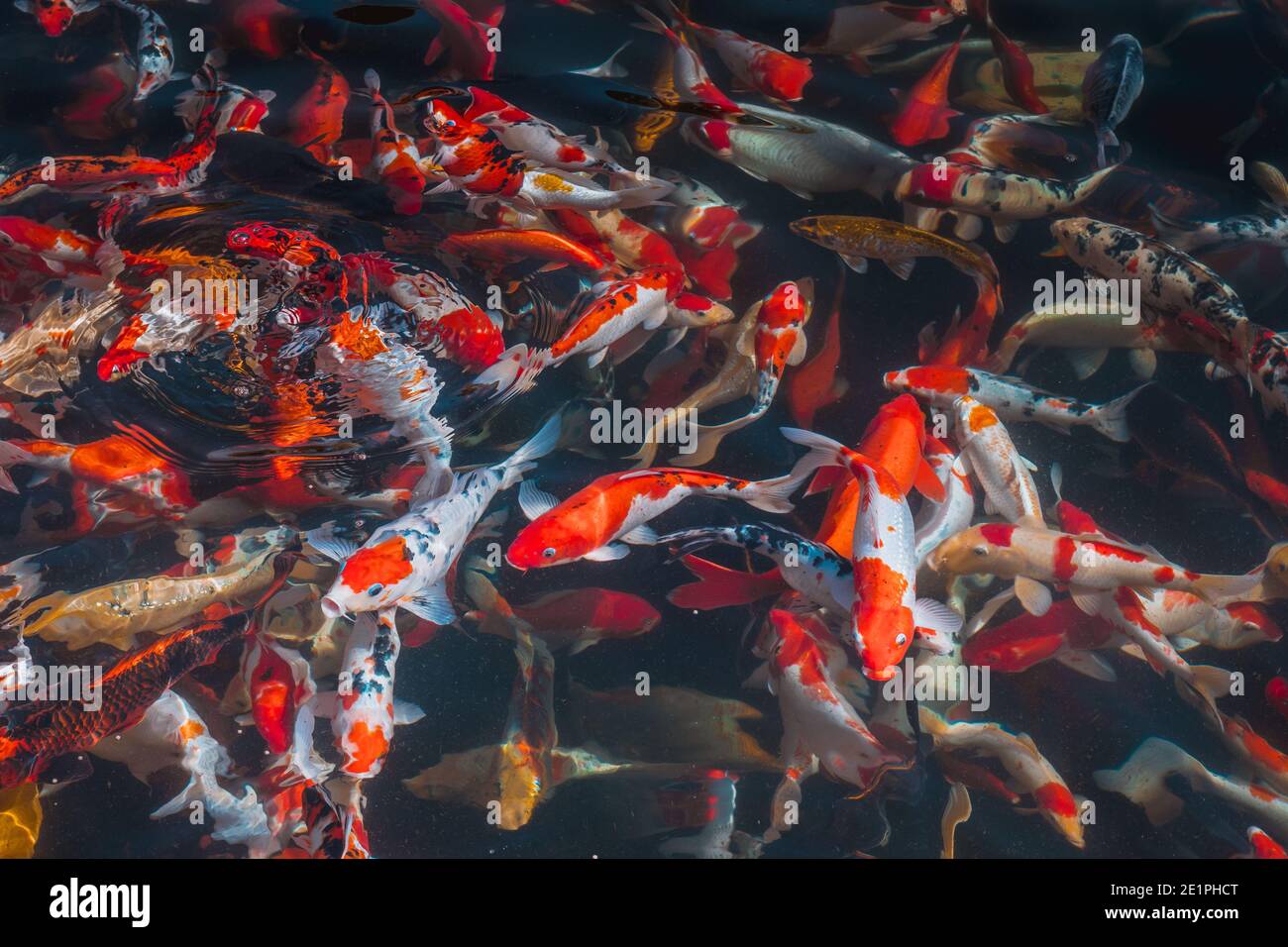 Colorful Japanese Koi Carp fish in a lovely pond in a garden Stock ...