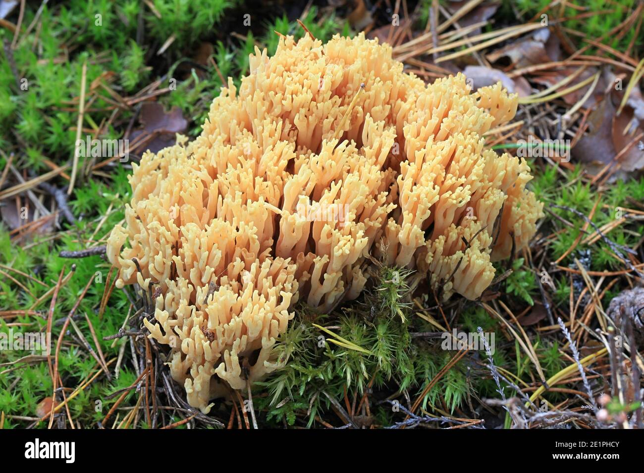 Yellow pale fungi hi-res stock photography and images - Alamy