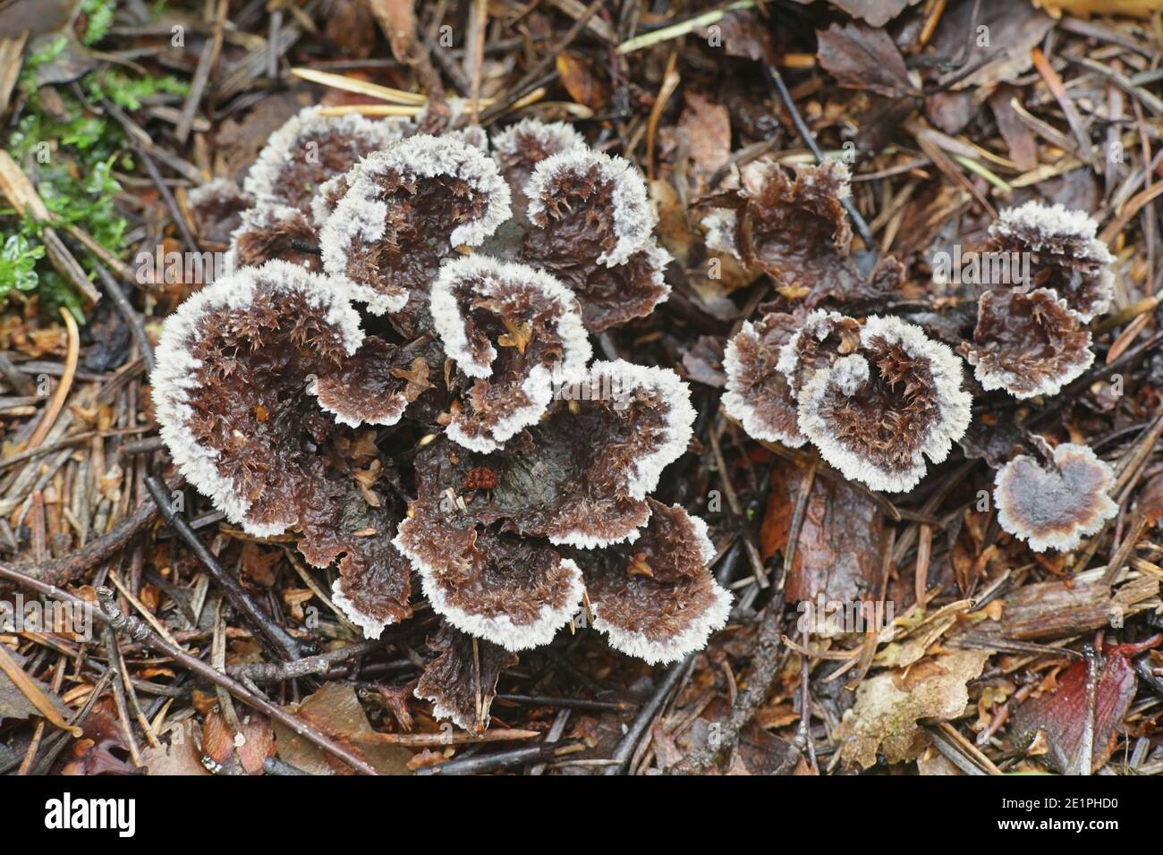 Thelephora terrestris, known as Earthfan fungus, wild mushroom from ...