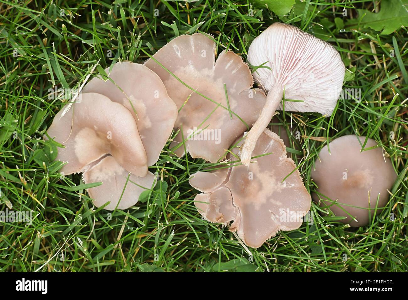 Lepista sordida, also called Rhodopaxillus sordidus and Tricholoma ...