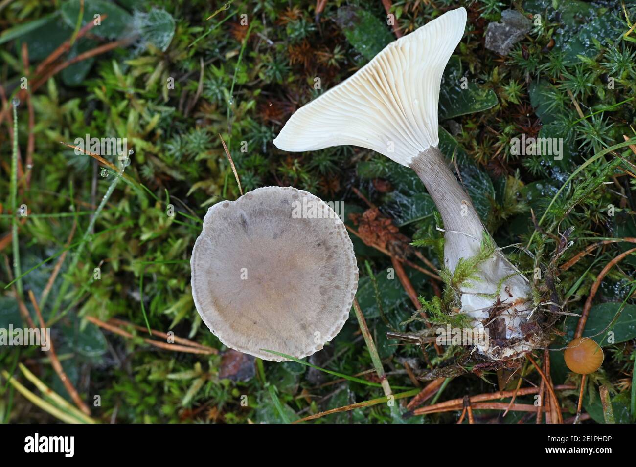 Ampulloclitocybe clavipes, also called Clitocybe clavipes, commonly ...