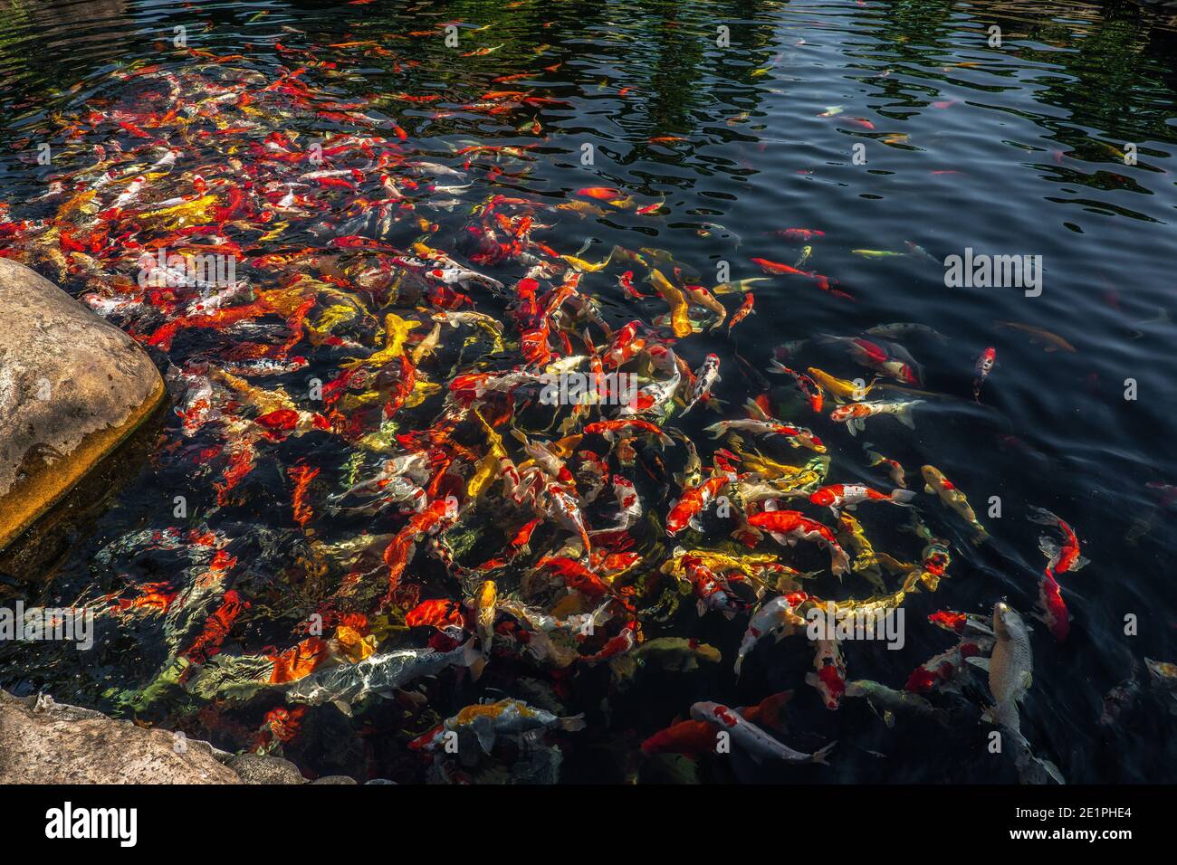 Colorful Japanese Koi Carp fish in a lovely pond in a garden Stock ...