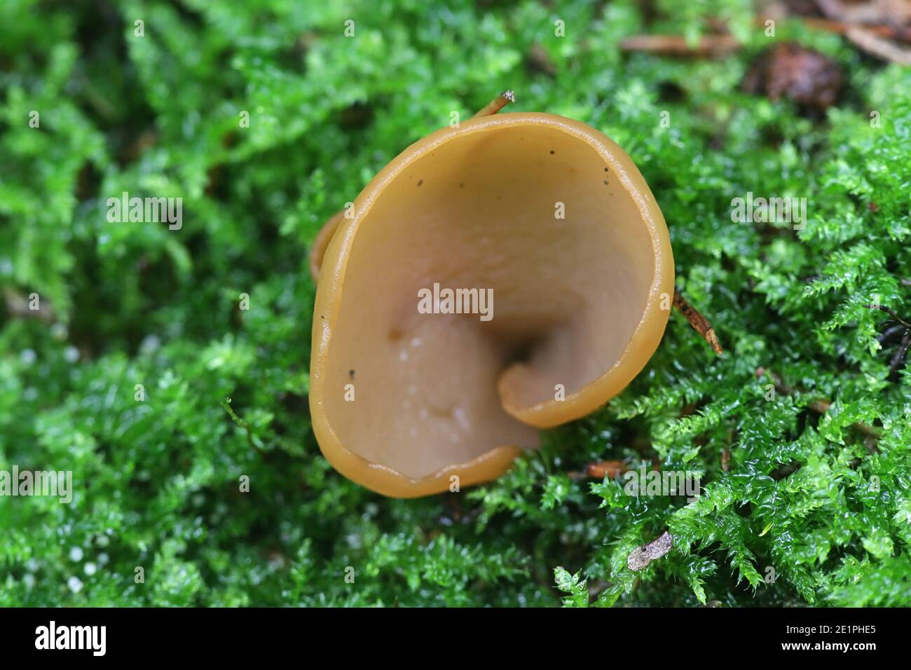 Otidea leporina, known as Yellow Ear fungus, wild mushrooms from ...