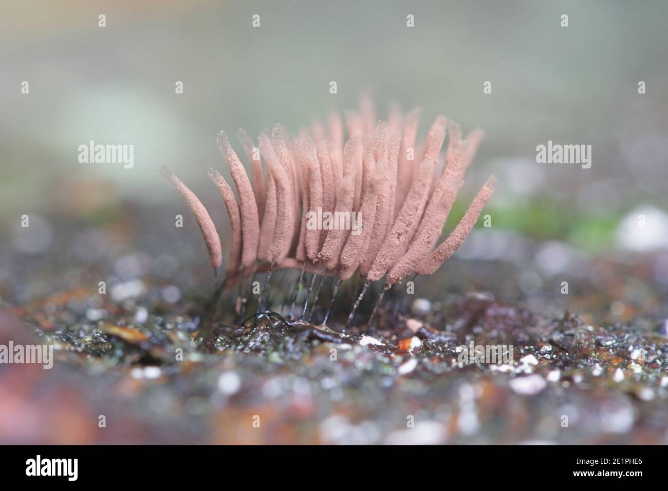 Stemonitis smithii hi-res stock photography and images - Alamy
