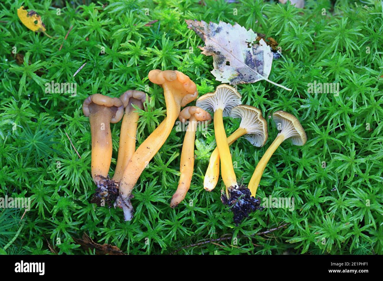 Leotia lubrica, the jelly baby and Craterellus tubaeformis, the ...