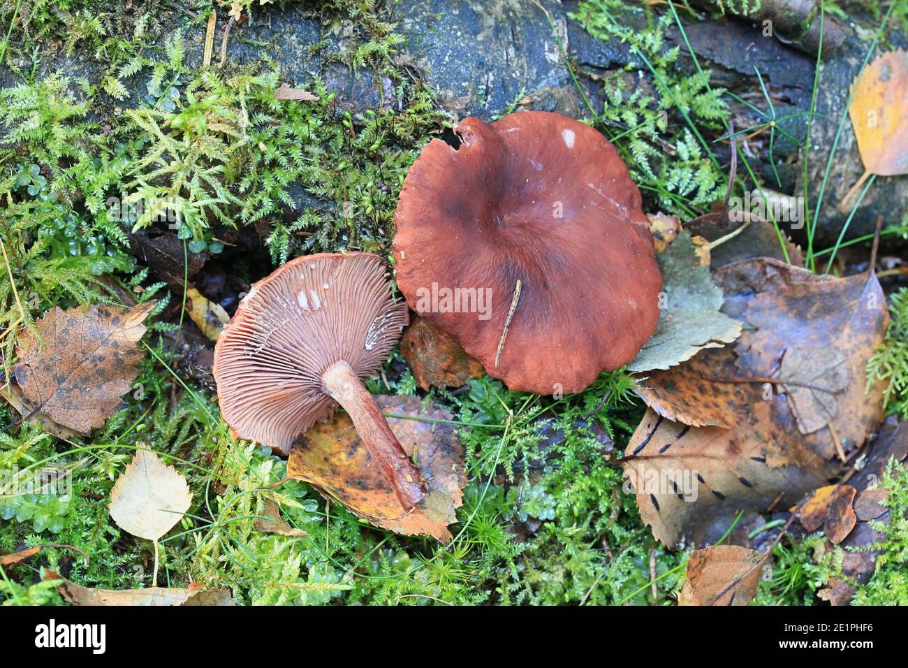 Lactarius camphoratus, commonly known as the curry milkcap, wild ...