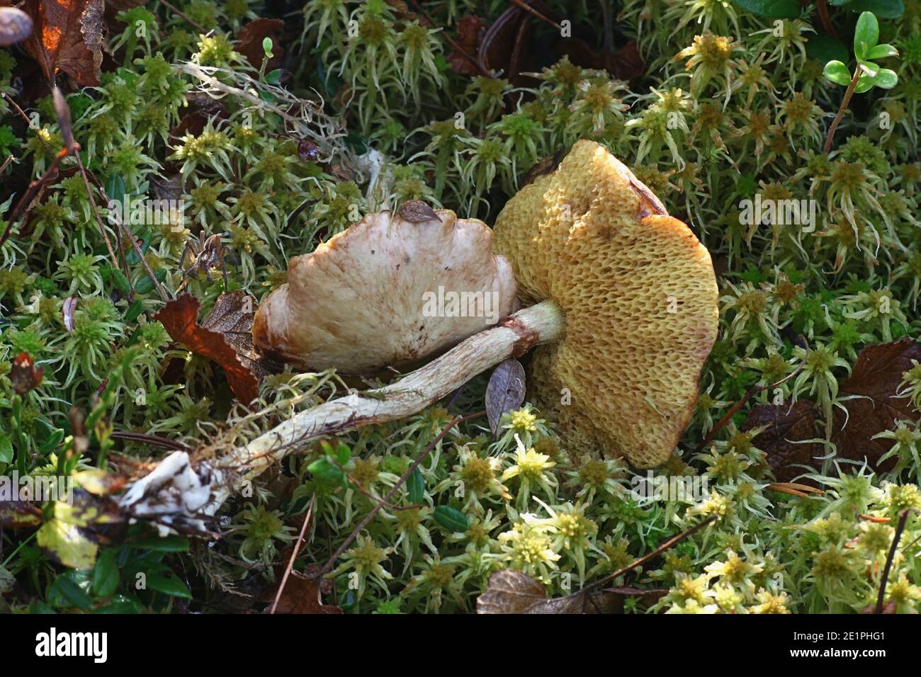 Boletus flavidus hi-res stock photography and images - Alamy