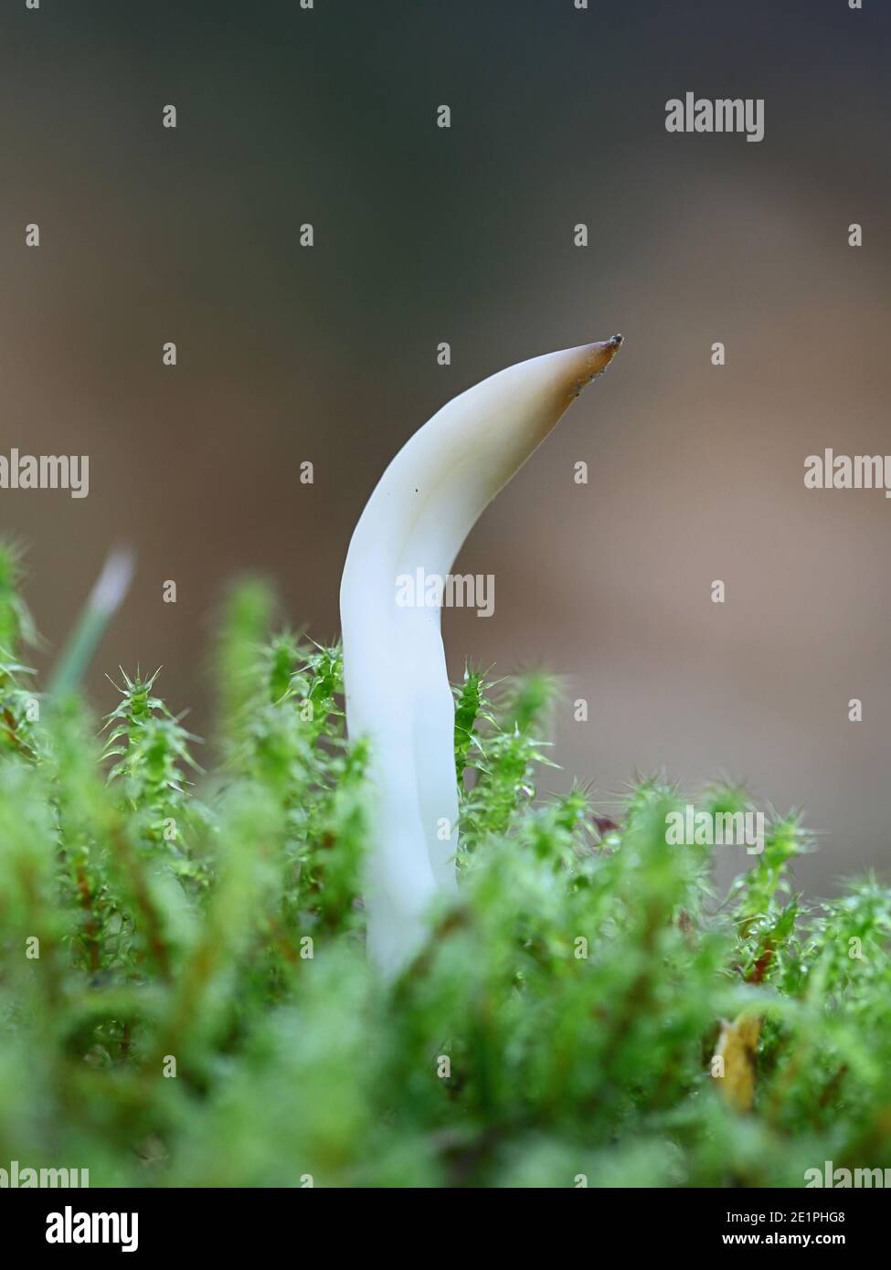 White spindles fungus hi-res stock photography and images - Alamy