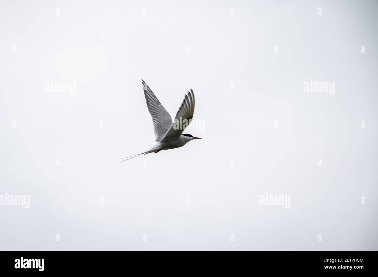 Common Tern or arctic tern in flight, Iceland Stock Photo - Alamy