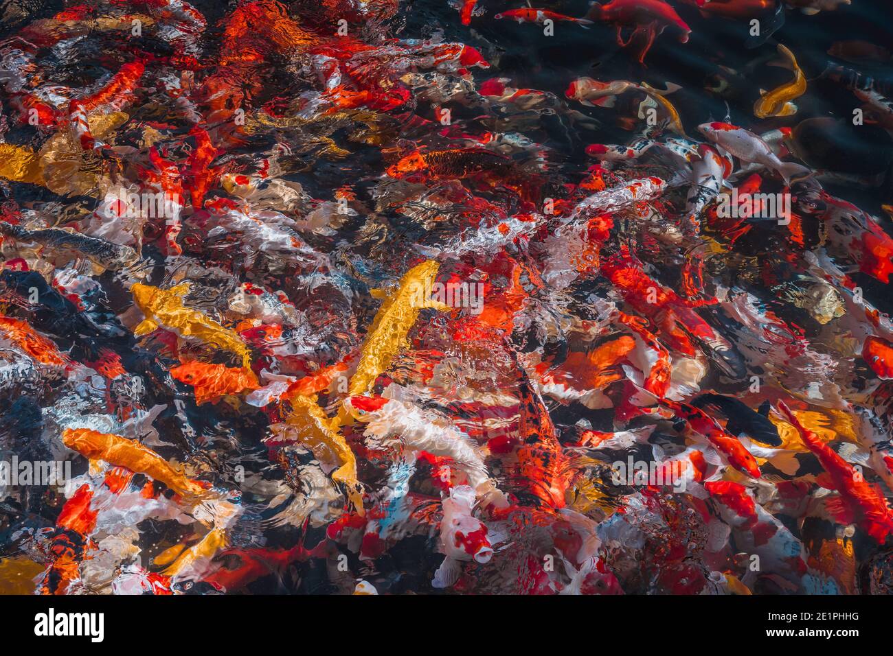 Colorful Japanese Koi Carp fish in a lovely pond in a garden Stock ...