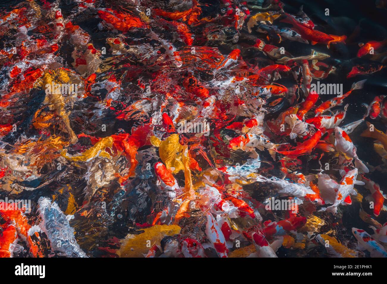 Colorful Japanese Koi Carp fish in a lovely pond in a garden Stock ...