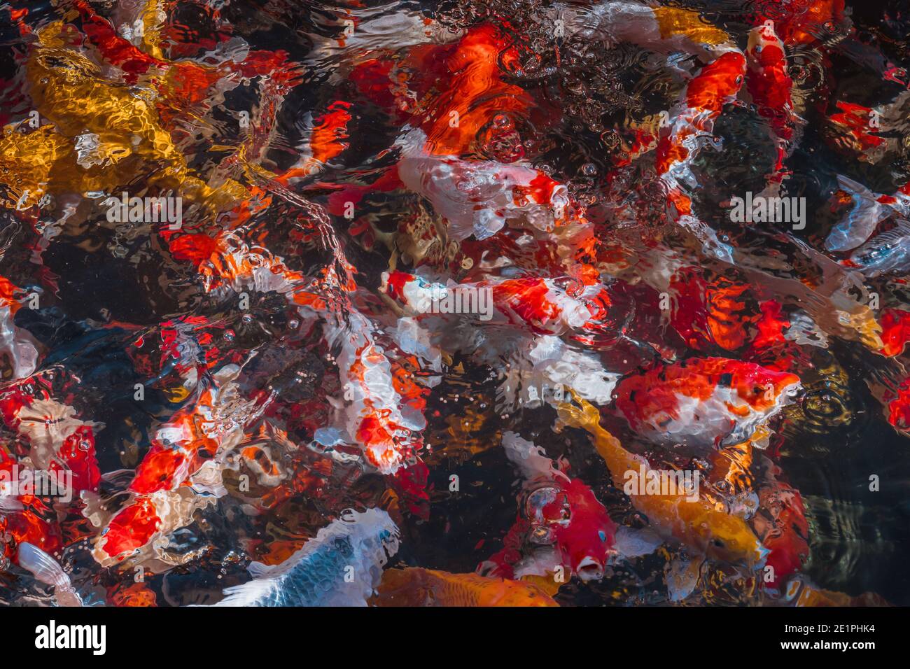 Colorful Japanese Koi Carp fish in a lovely pond in a garden Stock ...
