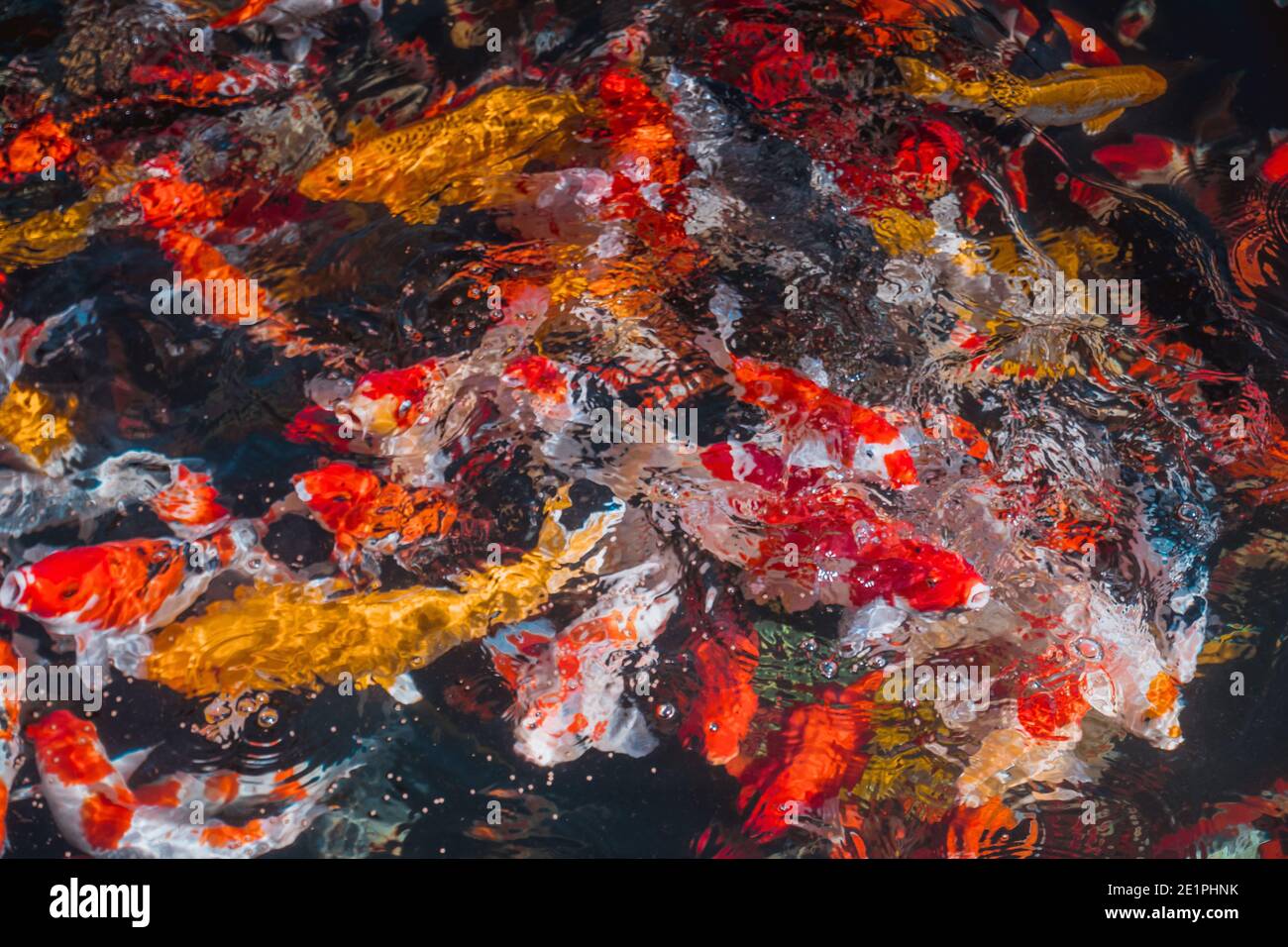 Colorful Japanese Koi Carp fish in a lovely pond in a garden Stock ...