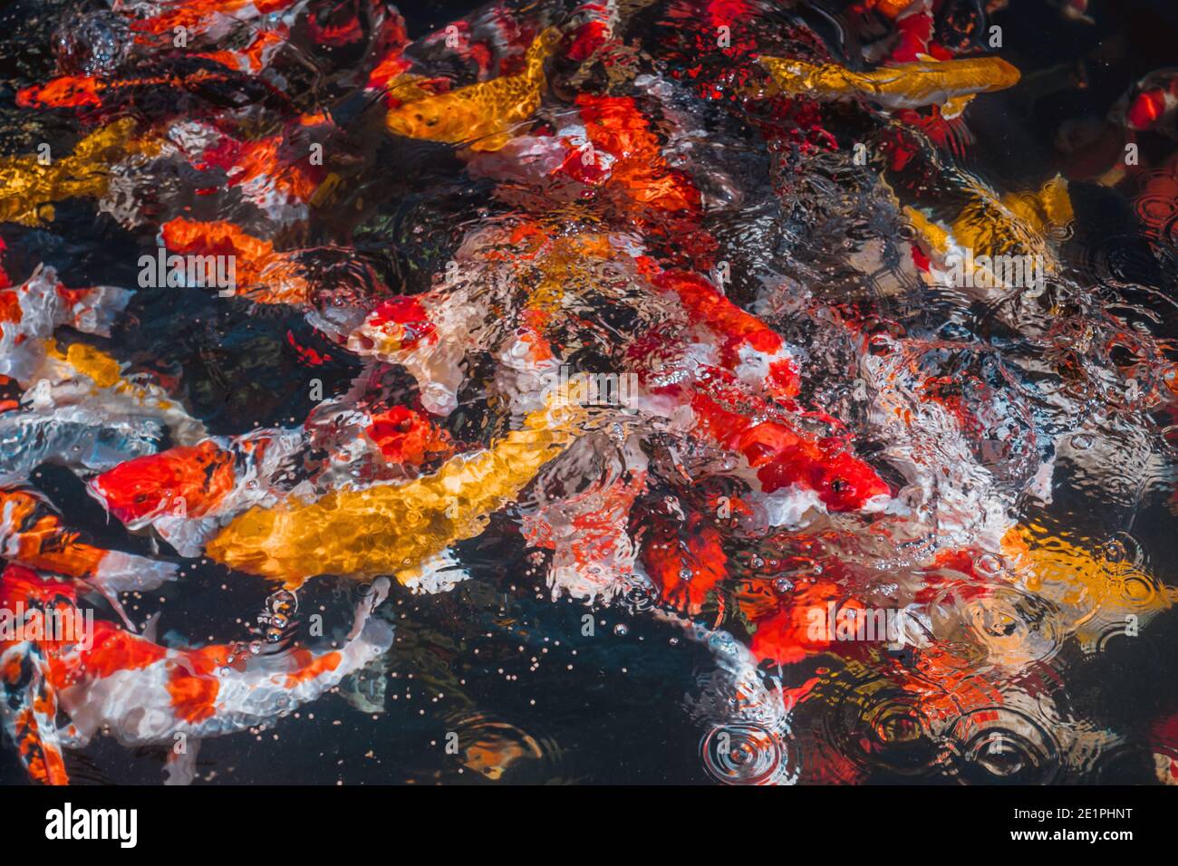 Colorful Japanese Koi Carp fish in a lovely pond in a garden Stock ...