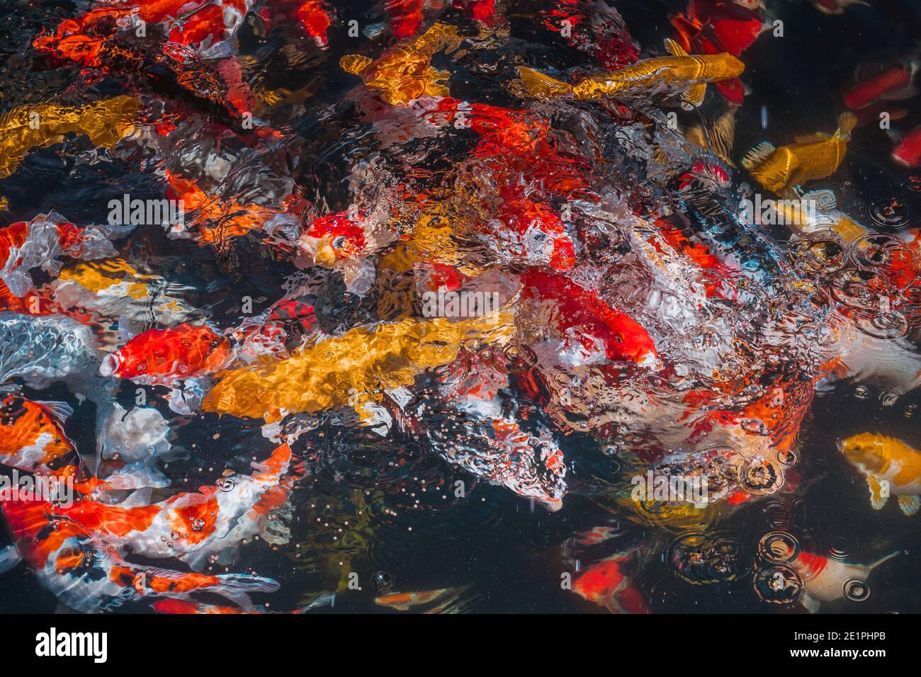 Colorful Japanese Koi Carp fish in a lovely pond in a garden Stock ...