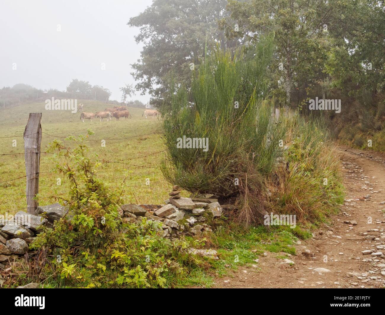 Grazing cattle almost invisible in the morning fog - Laguna de Castila ...