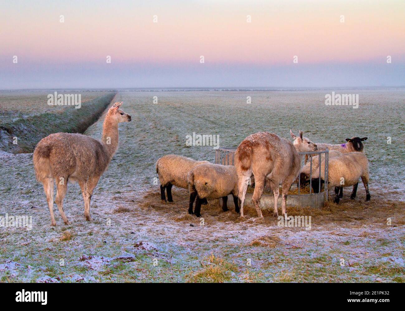 Livestock Guard Llama in Holmeswood, Lancashire. UK 9th January, 2021 ...