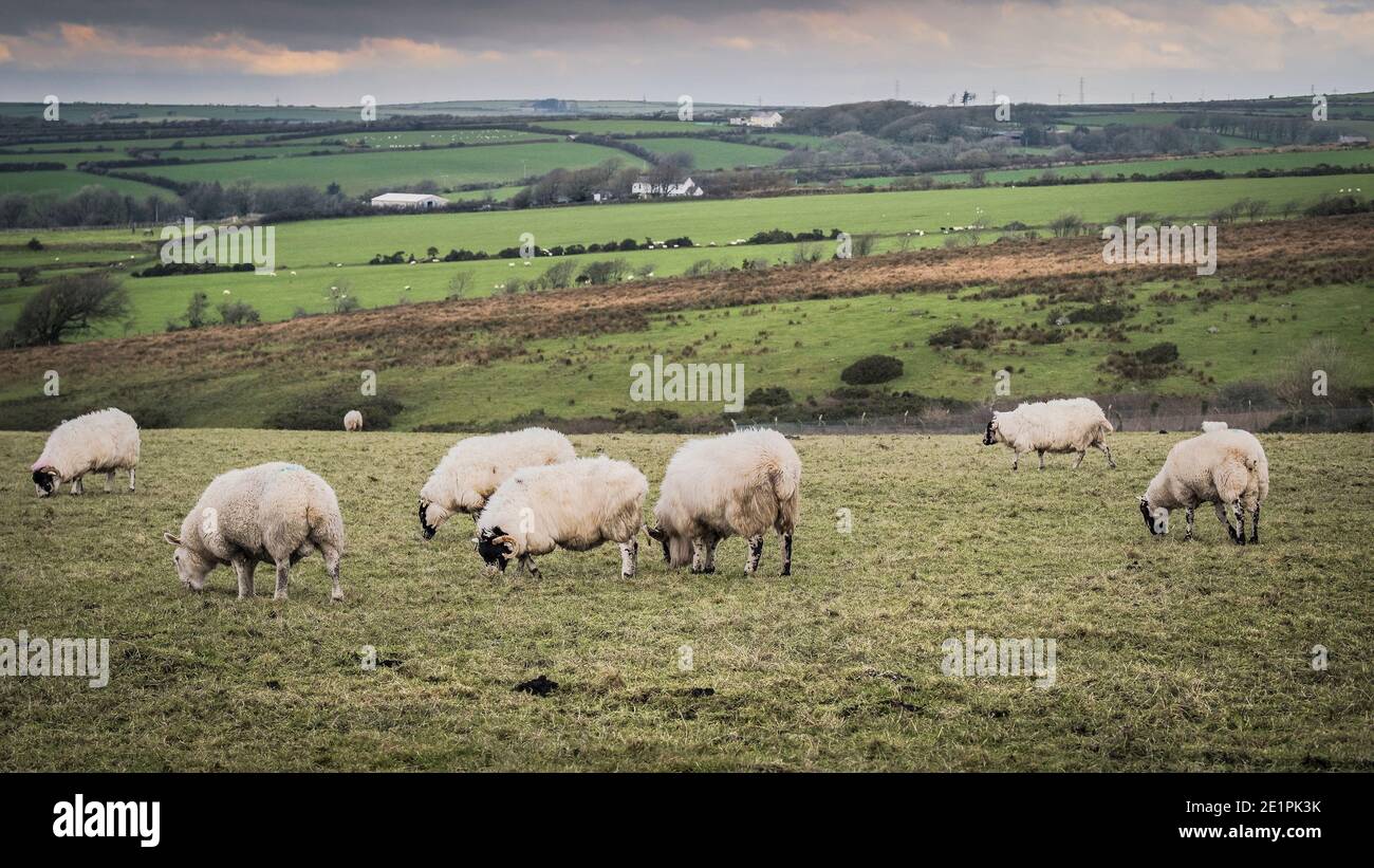 Cornwall countryside england uk sheep hi-res stock photography and ...