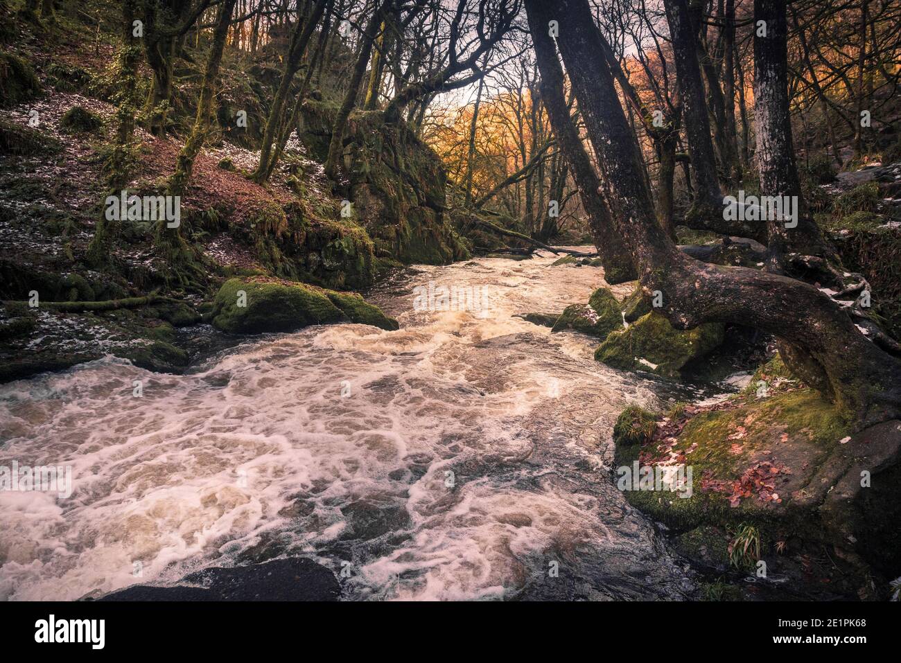 Late afternoon sunlight as the River Fowey flows along Golitha Falls in ...