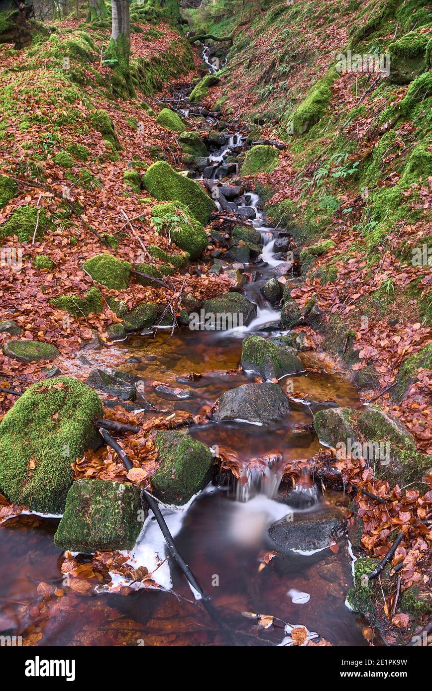 Beautiful long exposure vertical view of small stream with fallen brown ...