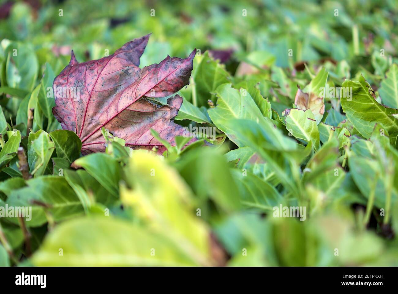 Beautiful close-up view of a single red maple (Chrimson King) leaf ...
