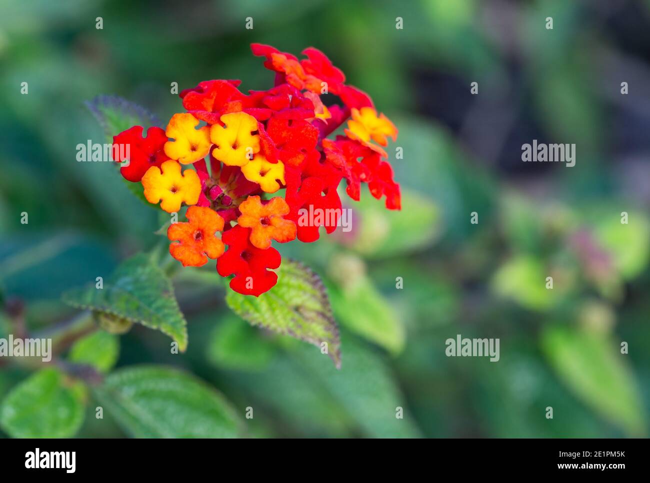 Small red weed hi-res stock photography and images - Alamy