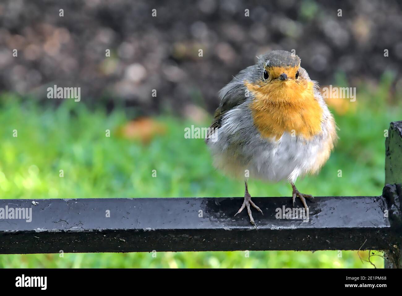 Beautiful close up view of European Robin bird sitting on the metal ...